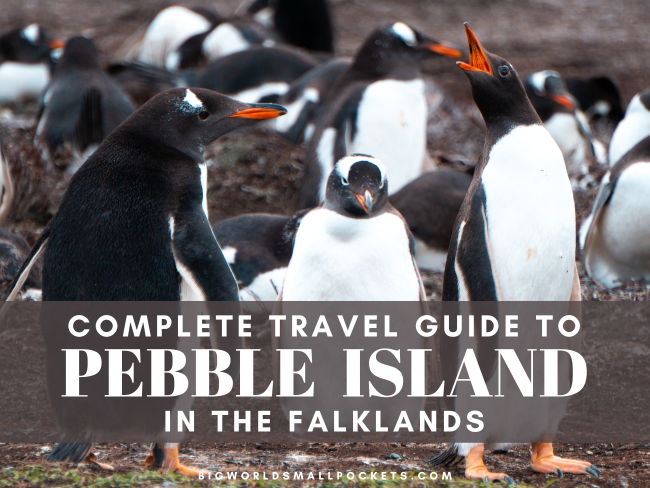 All You Need to Know About Visiting Pebble Island, in the Falklands ...