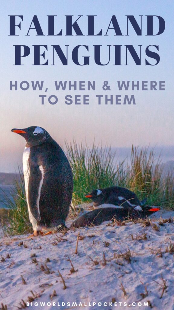 Falkland Penguins: How, When and Where to See Them - Big World Small ...