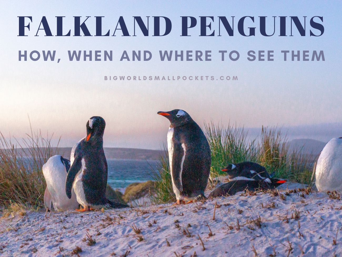 Falkland Penguins: How, When and Where to See Them - Big World Small Pockets